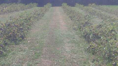 Aronija svježi plod