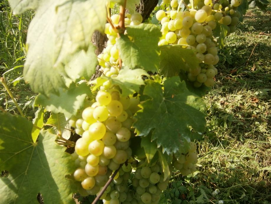 bijelo grožđe