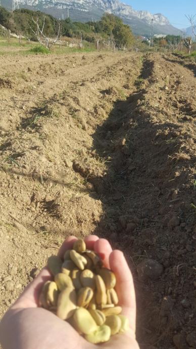 Ekološko sjeme domaćeg BOBA