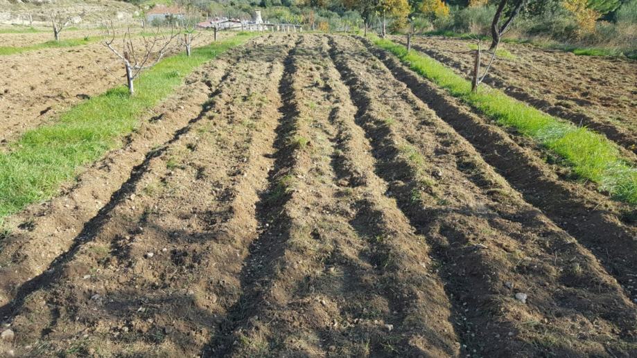 Ekološko sjeme domaćeg BOBA