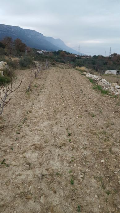 Ekološko sjeme domaćeg BOBA
