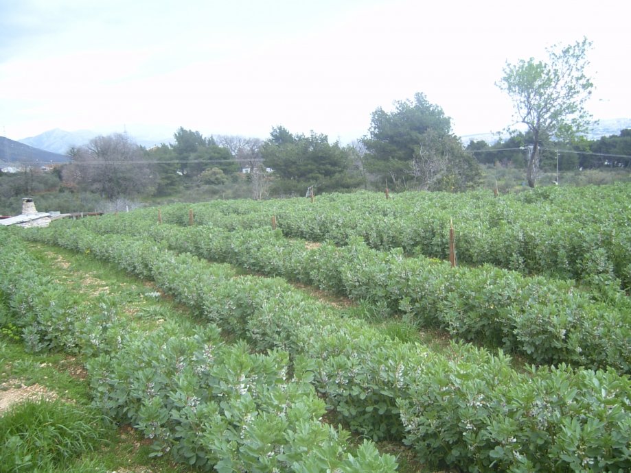 Ekološko sjeme domaćeg BOBA