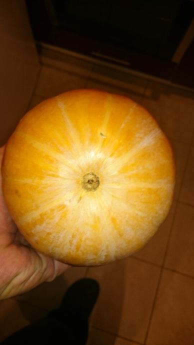 Butternut (puter) tikva domaća