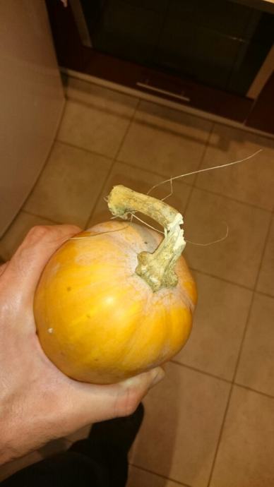 Butternut (puter) tikva domaća