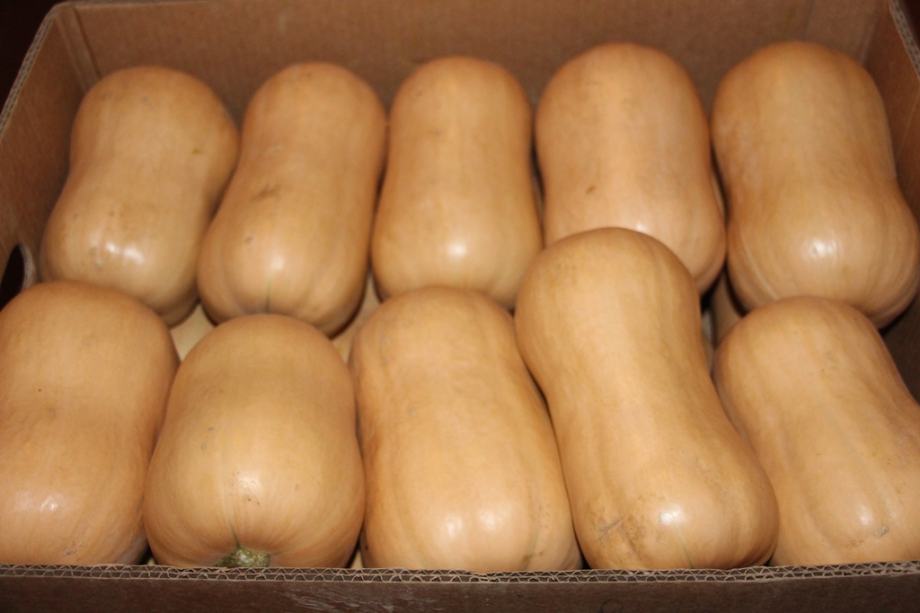 ***Butternut tikve (MUŠKATNA TIKVA)***