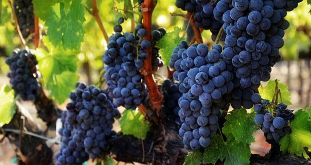 CRNO GROŽĐE (SEKSARDA)