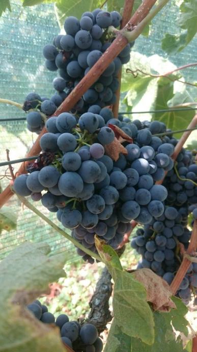 Crno grožđe Plavina, cca 300kg