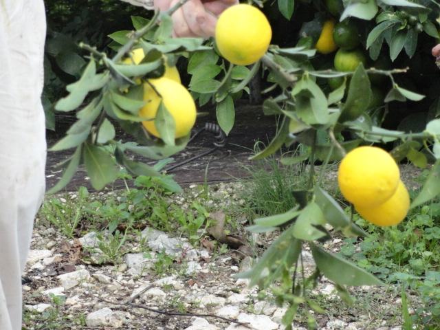 Domaći limun(Župa dubrovačka)