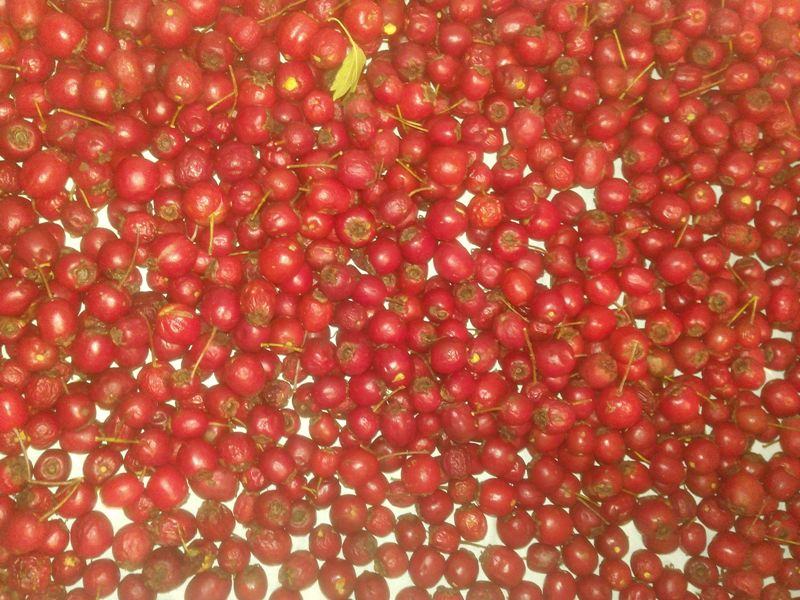 Glog - plodovi - nabran u čistoj prirodi