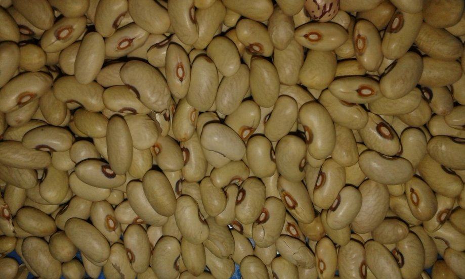 **Grah Zelenček 25 kn**