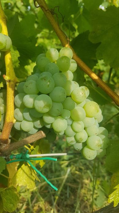 Grožđe Silvanac Bijelo Stolno