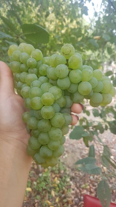 Grožđe Silvanac Bijelo Stolno