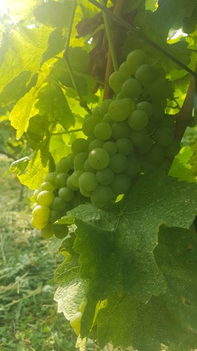 Grožđe Silvanac Bijelo Stolno