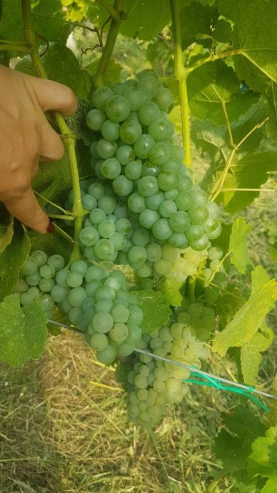 Grožđe Silvanac Bijelo Stolno