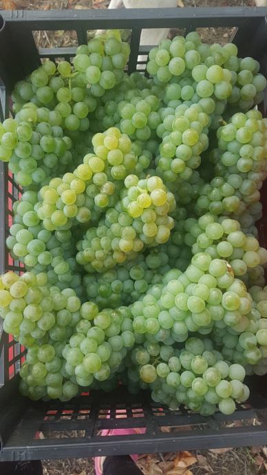 Grožđe Silvanac Bijelo Stolno