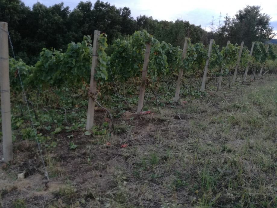 Grožđe Silvanac Bijelo Stolno