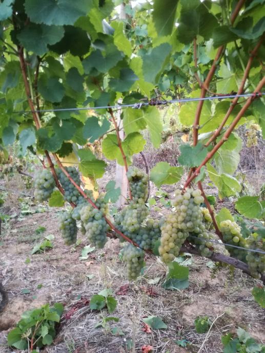 Grožđe Silvanac Bijelo Stolno