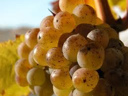 Grožđe bijelo stolno