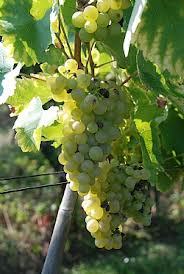 Grožđe bijelo stolno