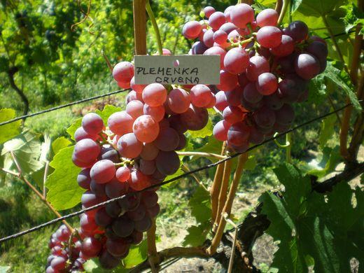 Grožđe bijelo stolno