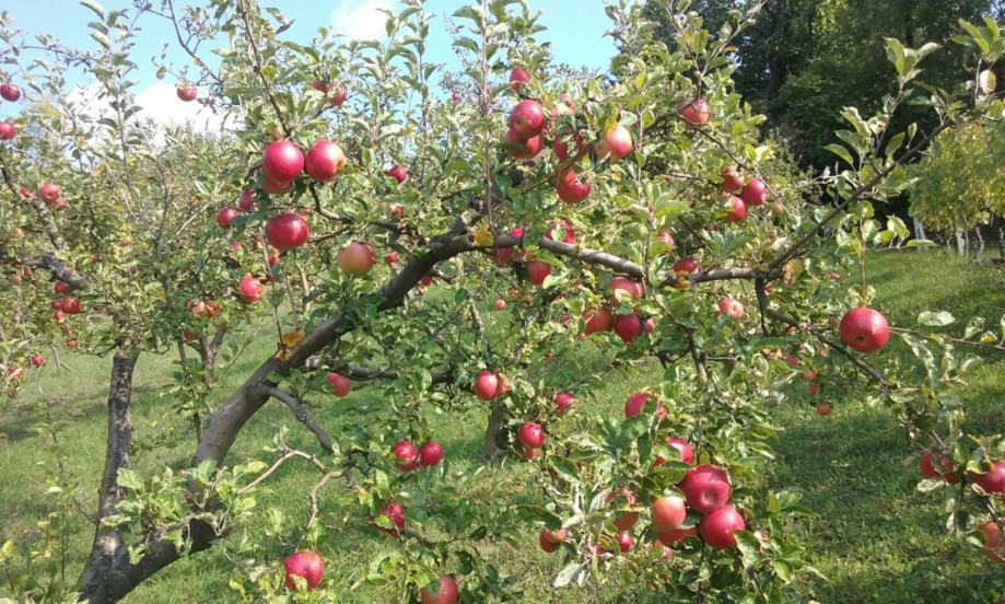 Jabuke Ajdared POVOLJNO