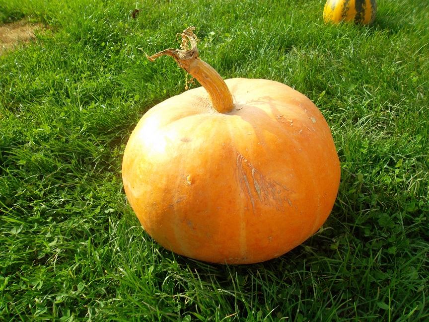 Jestiva eko bundeva, tikva, buča