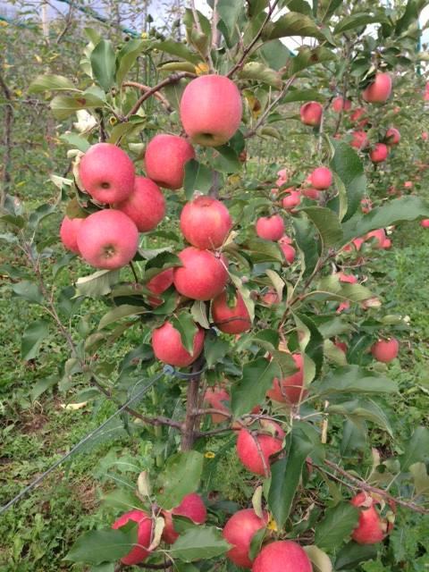 Konzumna jabuka i jabuka / jabuke za preradu