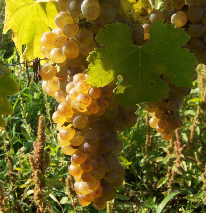 Graševina Kutjevo - Grožđe
