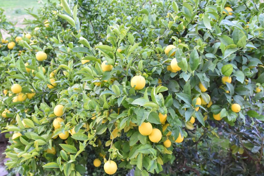 LIMUN - pravi ekološki, domaći! Dostava GRATIS