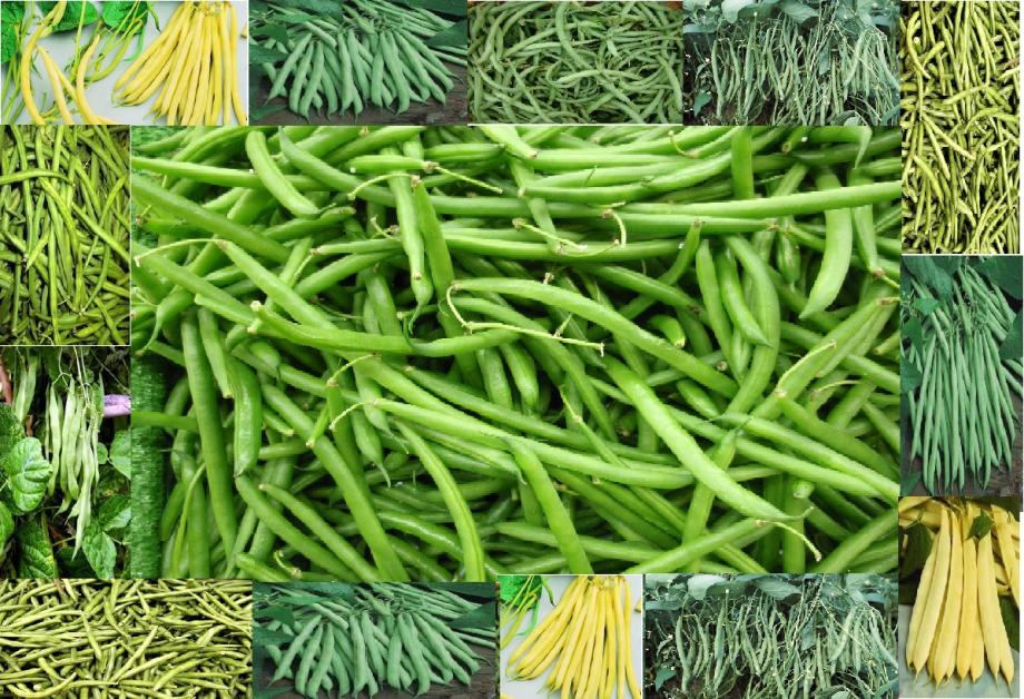 ♒ MAHUNA ♒ BERBA 2016 100% eco