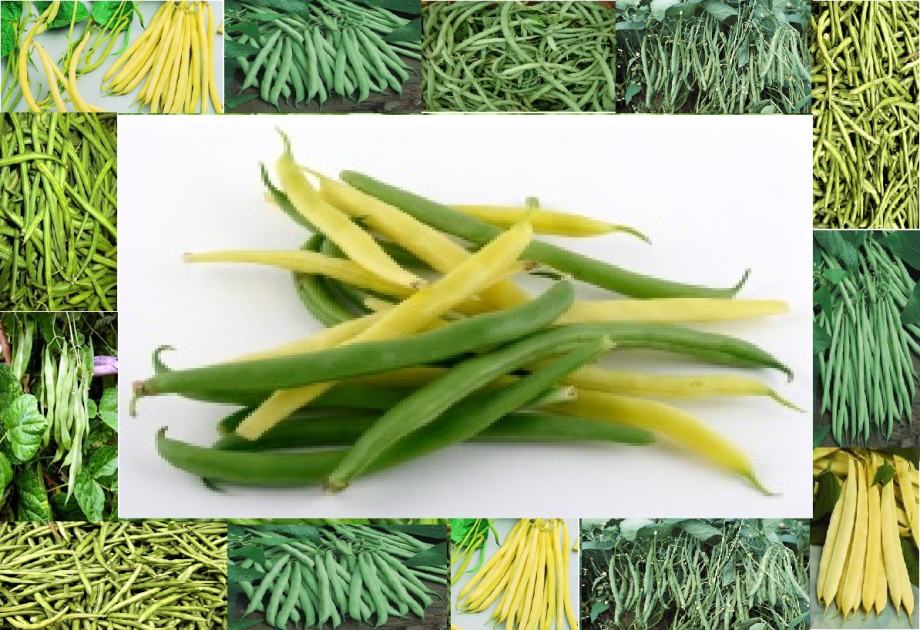 ♒ MAHUNA ♒ BERBA 2016 100% eco