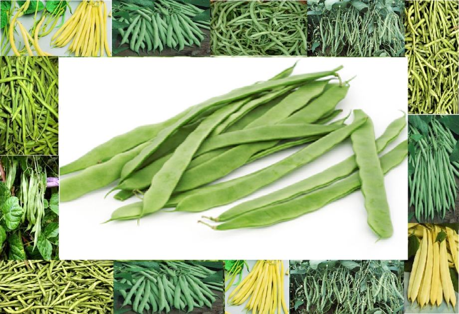 ♒ MAHUNA ♒ BERBA 2016 100% eco