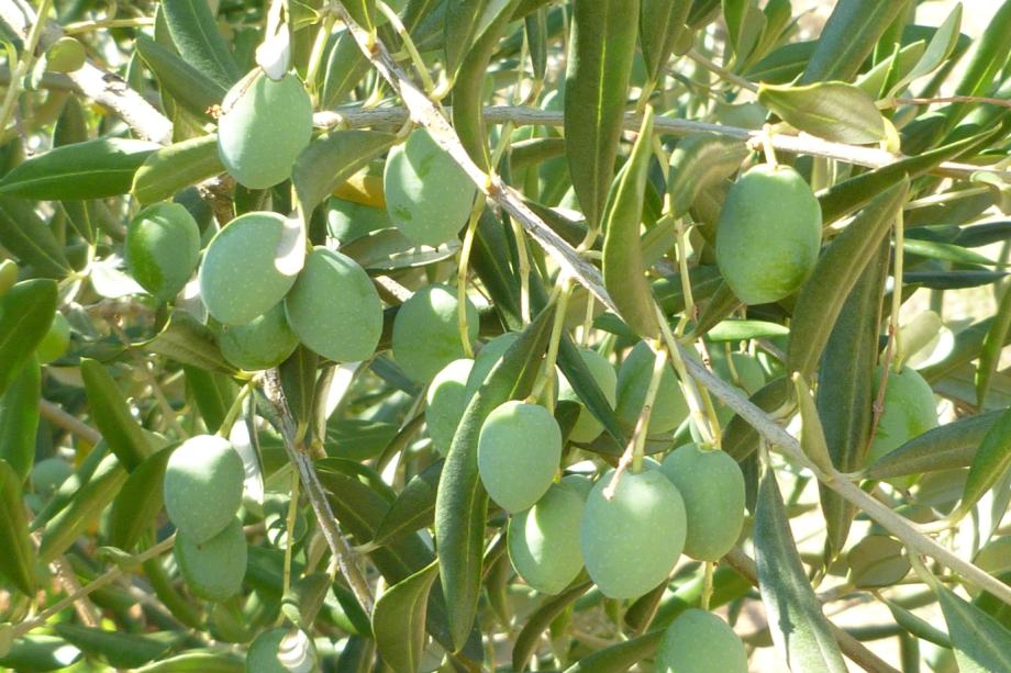 Maslinovo ulje - ekstradjevičansko, prodajem - Skradin