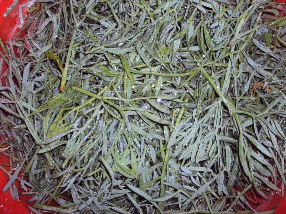 Mediteransko bilje - motar ( petrovac, šćulac)