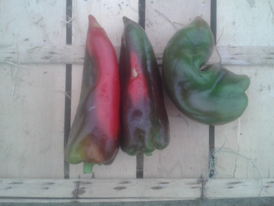 Paprika rog