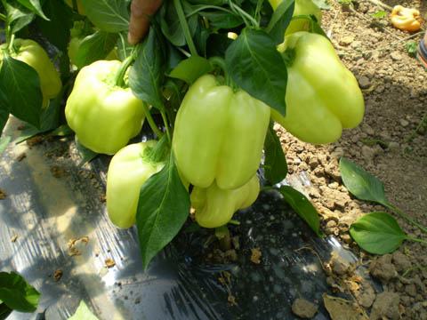 RAJČICA -PAPRIKA BABURA I PARADAJZERICA