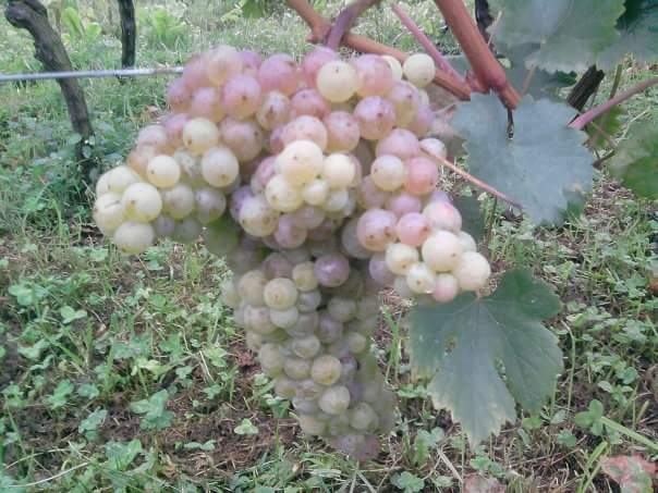 Prodajem bijelo grožđe