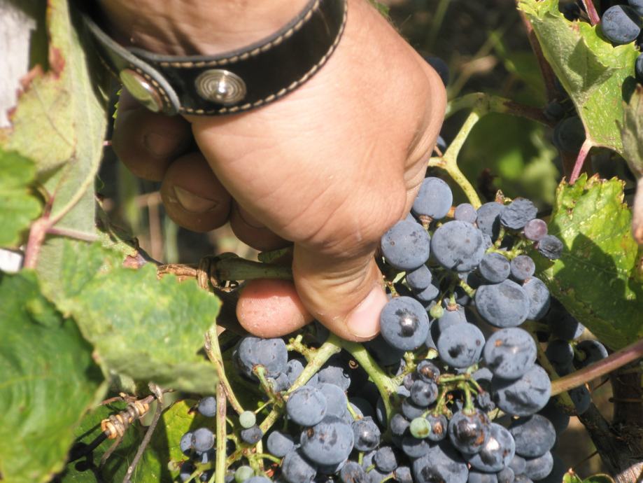 Prodajem crno grožđe