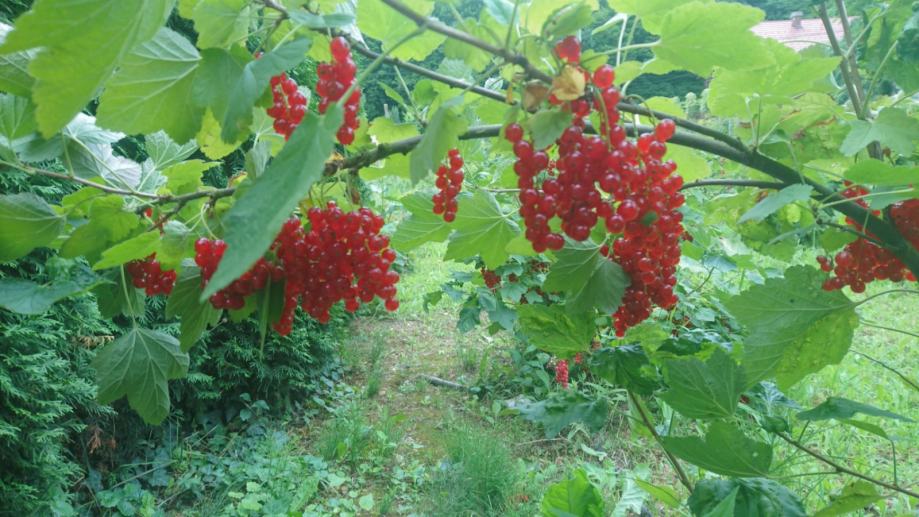 Ribiz crveni 3 eura/kg