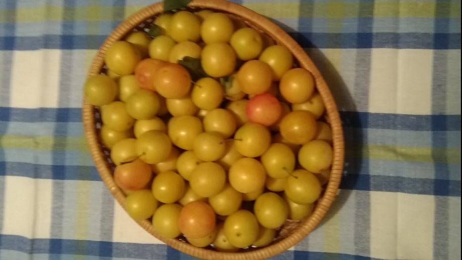 Šljive žute