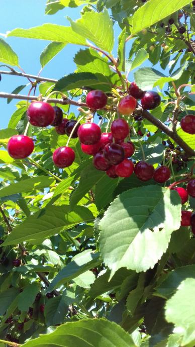 Višnja maraska Opg Starčević.