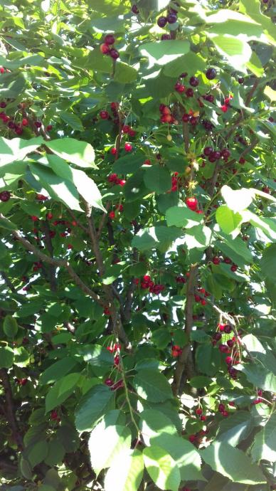 Višnja maraska Opg Starčević.