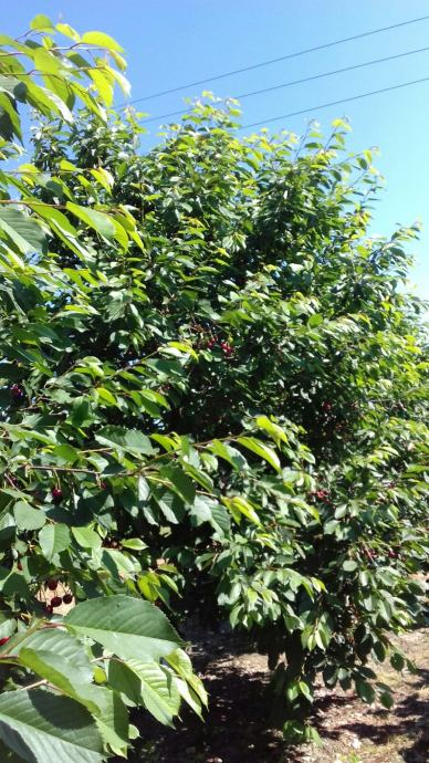 Višnja maraska Opg Starčević.