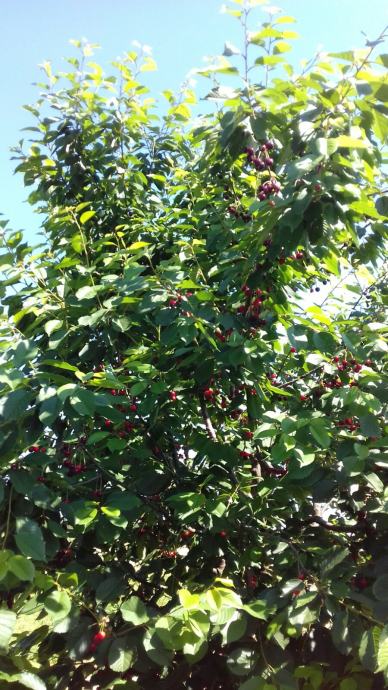 Višnja maraska Opg Starčević.