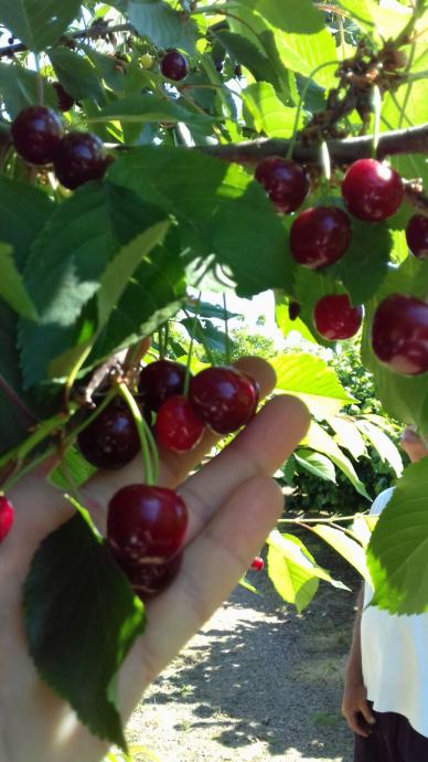 Višnja maraska Opg Starčević.