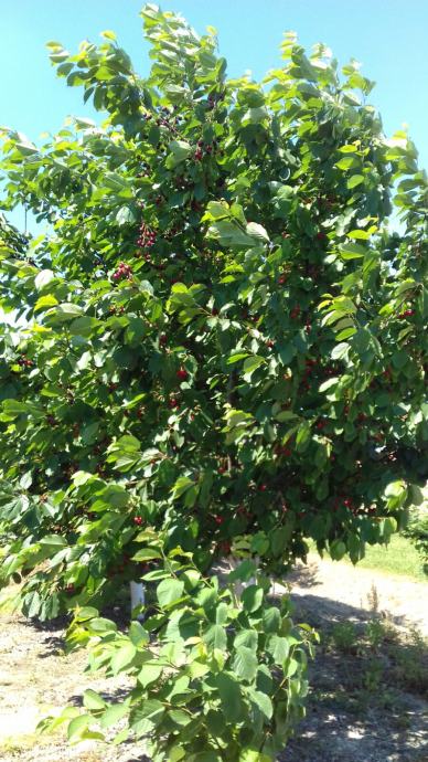 Višnja maraska Opg Starčević.