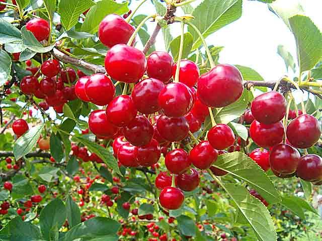 PRODAJA VIŠNJA OBLAČINSKA