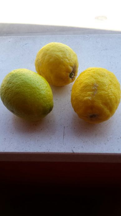 LIMUNI NEPRSKANI-EKO, FEMMINELLO SIRACUSANO IGP