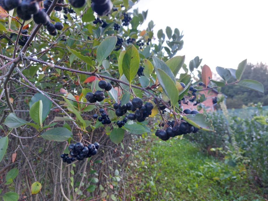 ARONIJA - svježe bobice