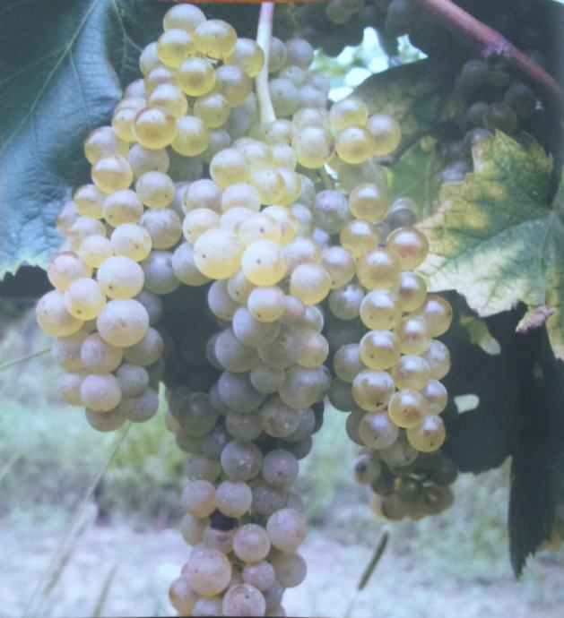 Bijelo grožđe debit + maraština